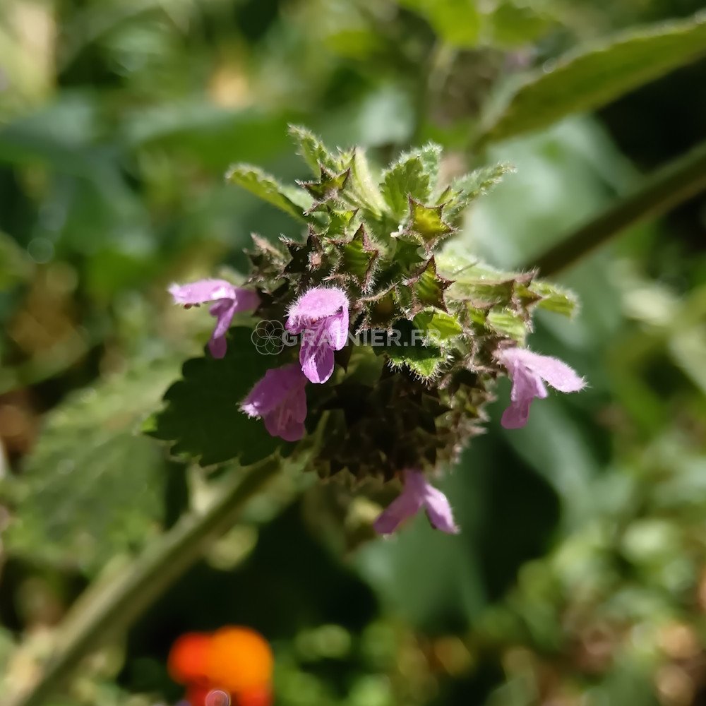 Graines Marrube noir, Ballote noire, Ballota nigra