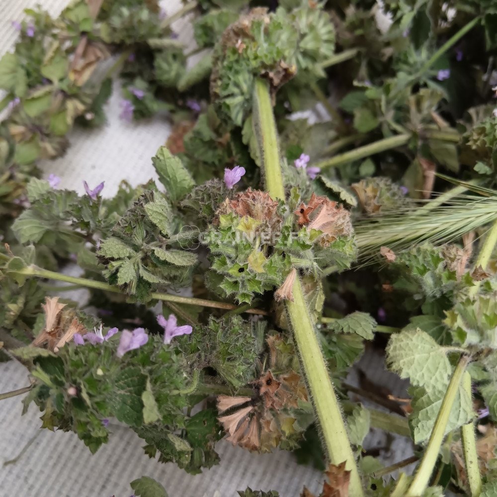 Graines Marrube noir, Ballote noire, Ballota nigra