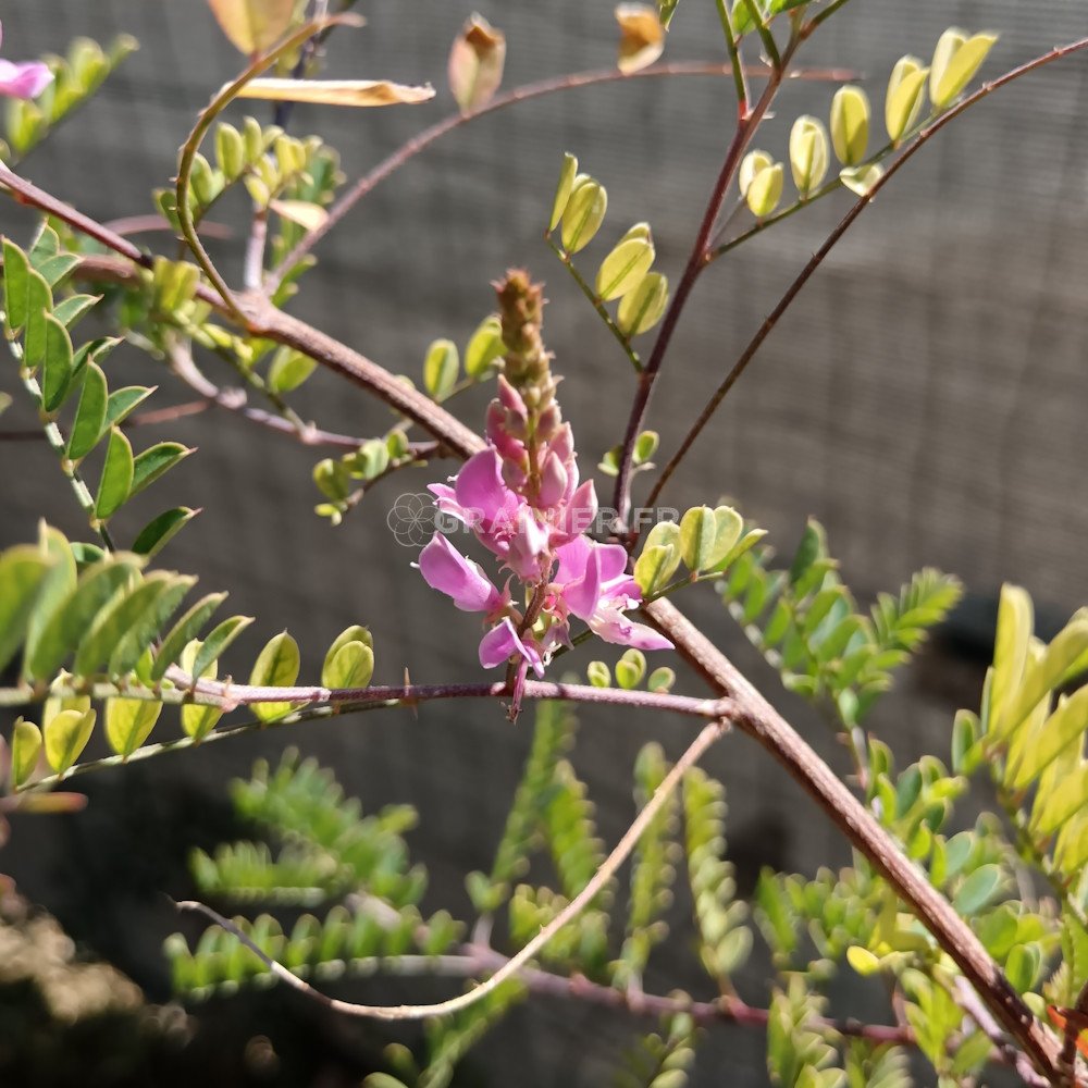 Graines Indigo de l'Himalaya, Indigofera heterantha var. gerardiana