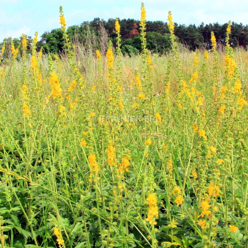 Graines-Seeds Aigremoine eupatoire, Agrimonia eupatoria
