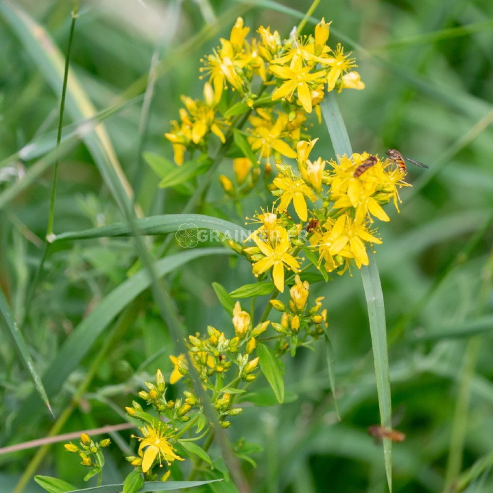 Graines-Seeds Aigremoine eupatoire, Agrimonia eupatoria
