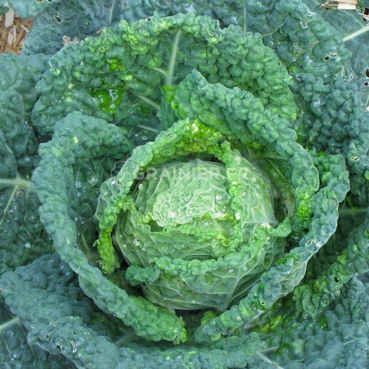 Graines-Seeds Chou pommé Aubervilliers