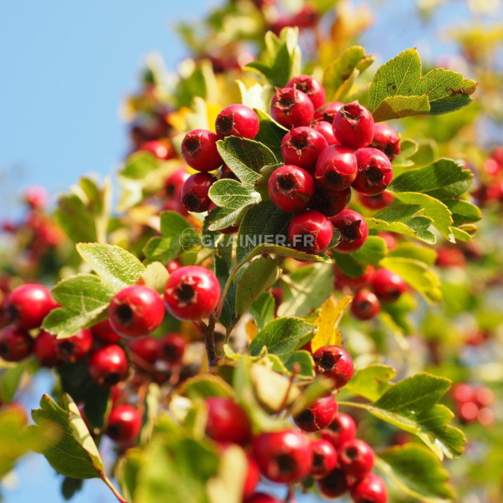 Graines-Seeds Aubépine monogyne, Crataegus monogyna