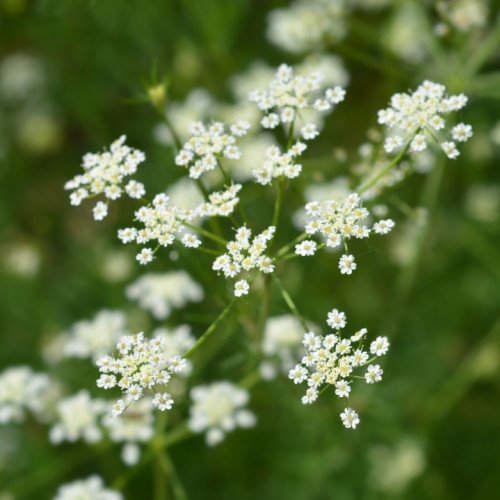 Graines-Seeds Cumin, Cuminum cyminum