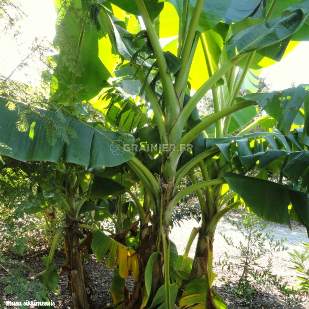 Graines-Seeds Bananier d'ornement, Musa 5 variétés en mélange
