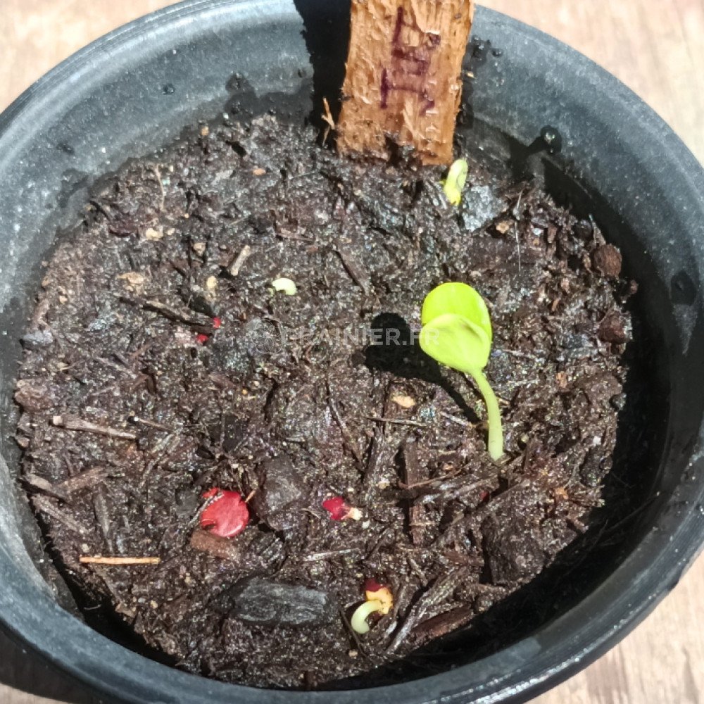 Graines-Seeds Jujubier, Dattier chinois, Sidr, Ziziphus jujuba