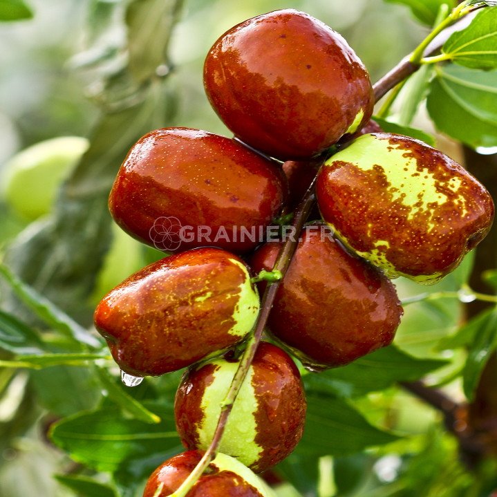 Graines-Seeds Jujubier, Dattier chinois, Sidr, Ziziphus jujuba