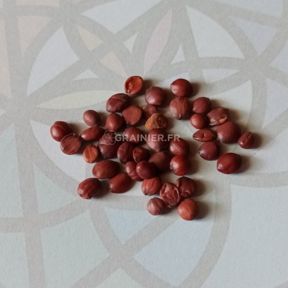 Graines-Seeds Jujubier, Dattier chinois, Sidr, Ziziphus jujuba