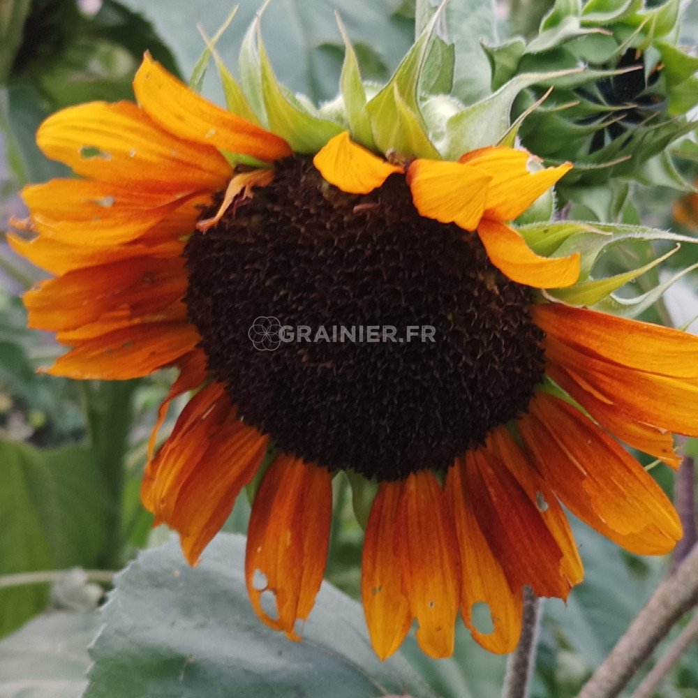 Graines-Seeds Tournesol mélange
