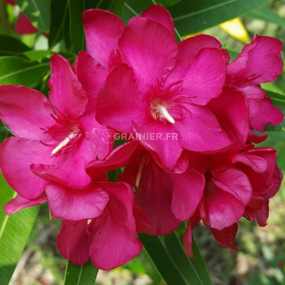 Graines-Seeds Laurier-rose, Nerium oleander mélange