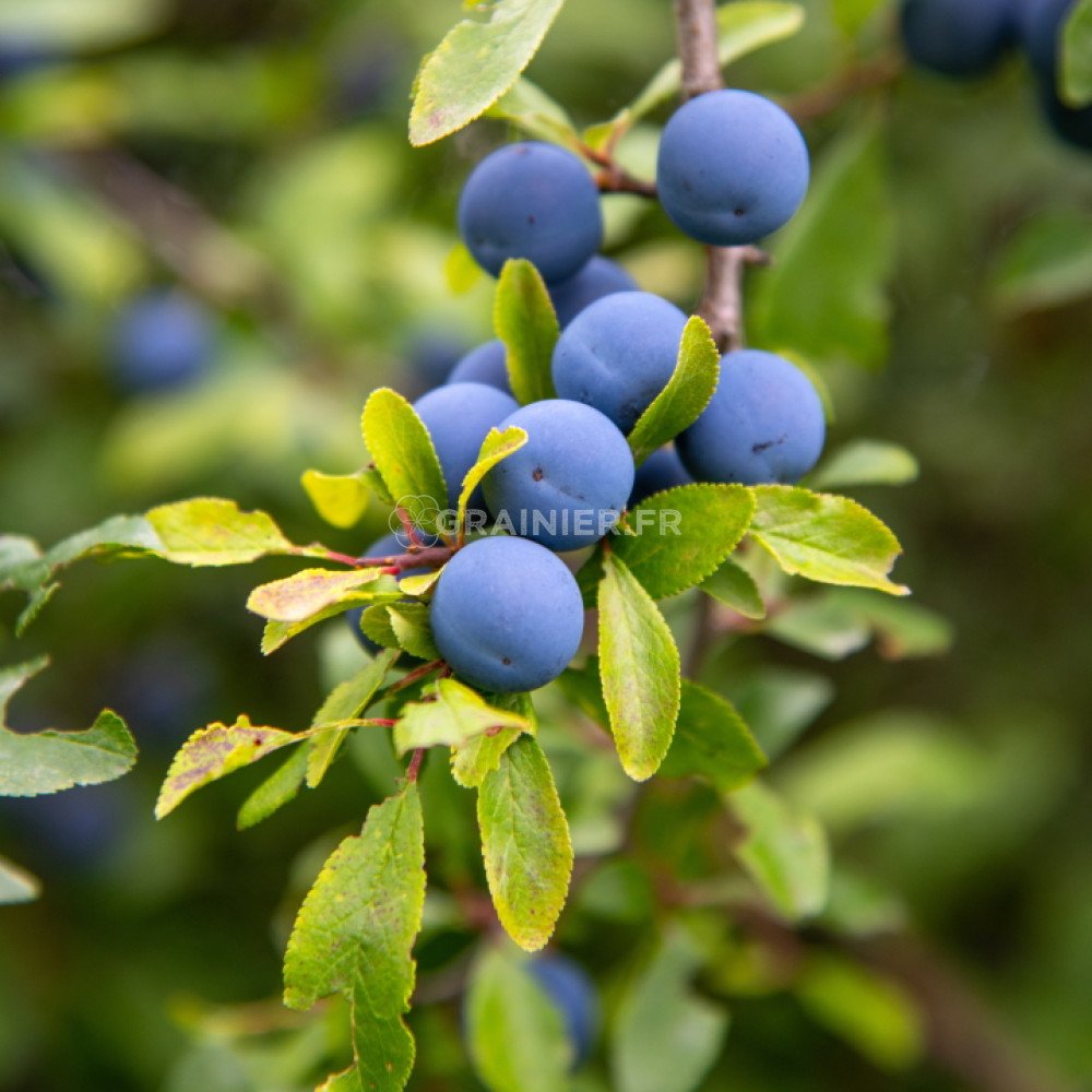 Graines-Seeds Prunellier sauvage, épine noire, Prunus spinosa