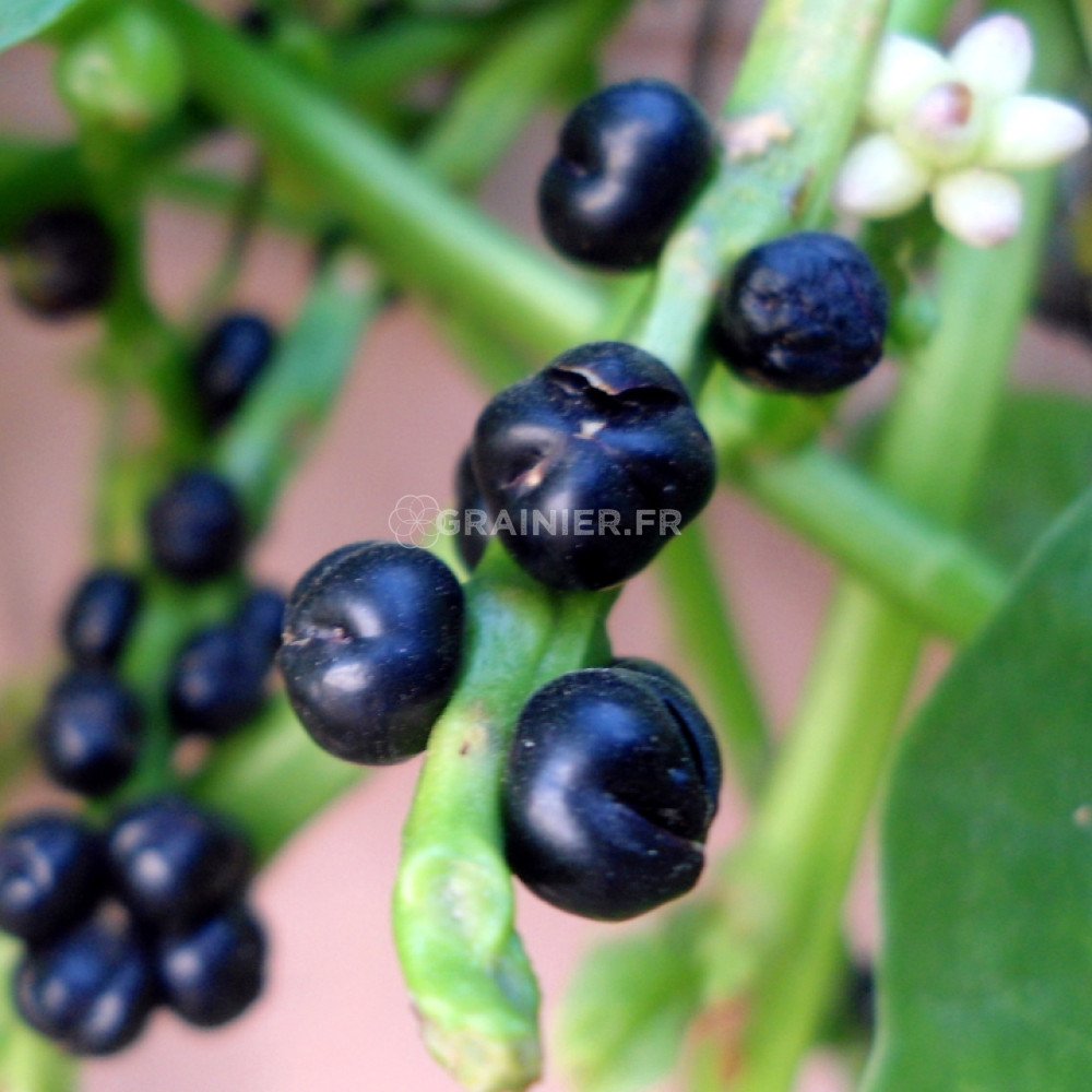 Graines-Seeds Épinard de Malabar, La baselle, Basella alba