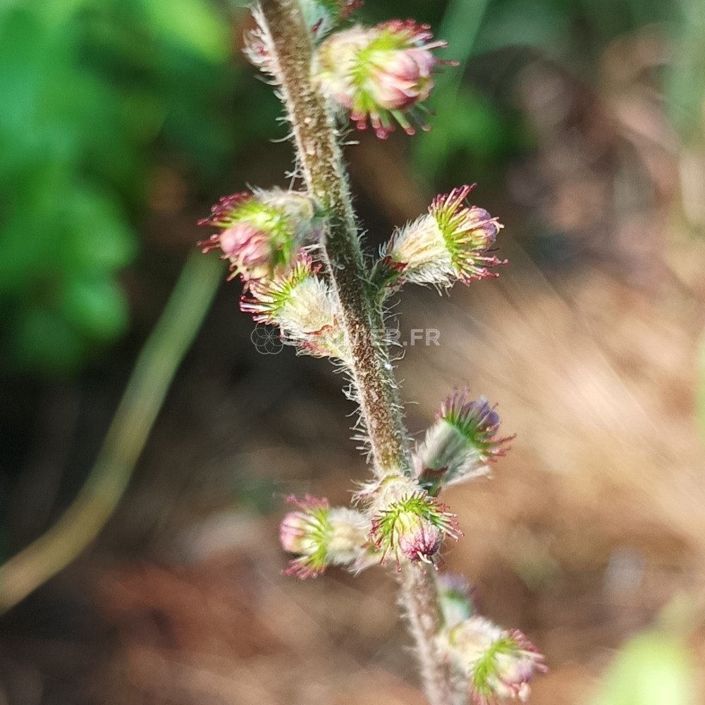 Graines-Seeds Aigremoine eupatoire, Agrimonia eupatoria