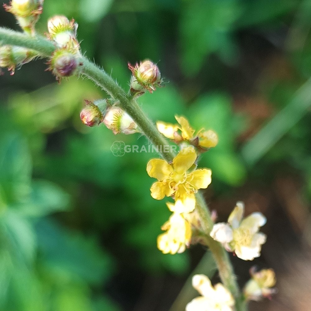 Graines-Seeds Aigremoine eupatoire, Agrimonia eupatoria