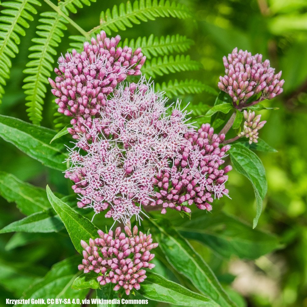 Graines Eupatoire à feuilles de chanvre, Eupatorium cannabinum