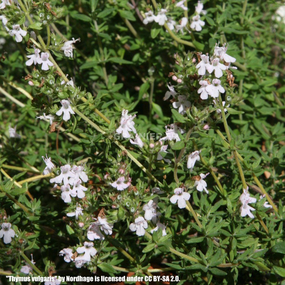Graines-Seeds Thym commun, Thym cultivé, Farigoule, Thymus vulgaris