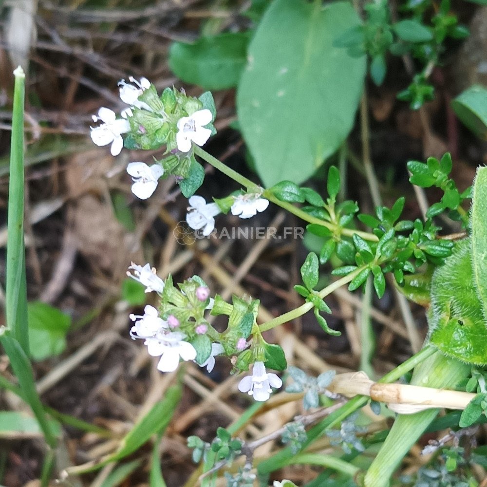 Graines-Seeds Thym commun, Thym cultivé, Farigoule, Thymus vulgaris