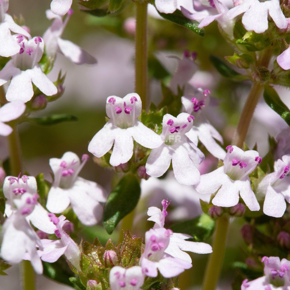 Graines-Seeds Thym commun, Thym cultivé, Farigoule, Thymus vulgaris