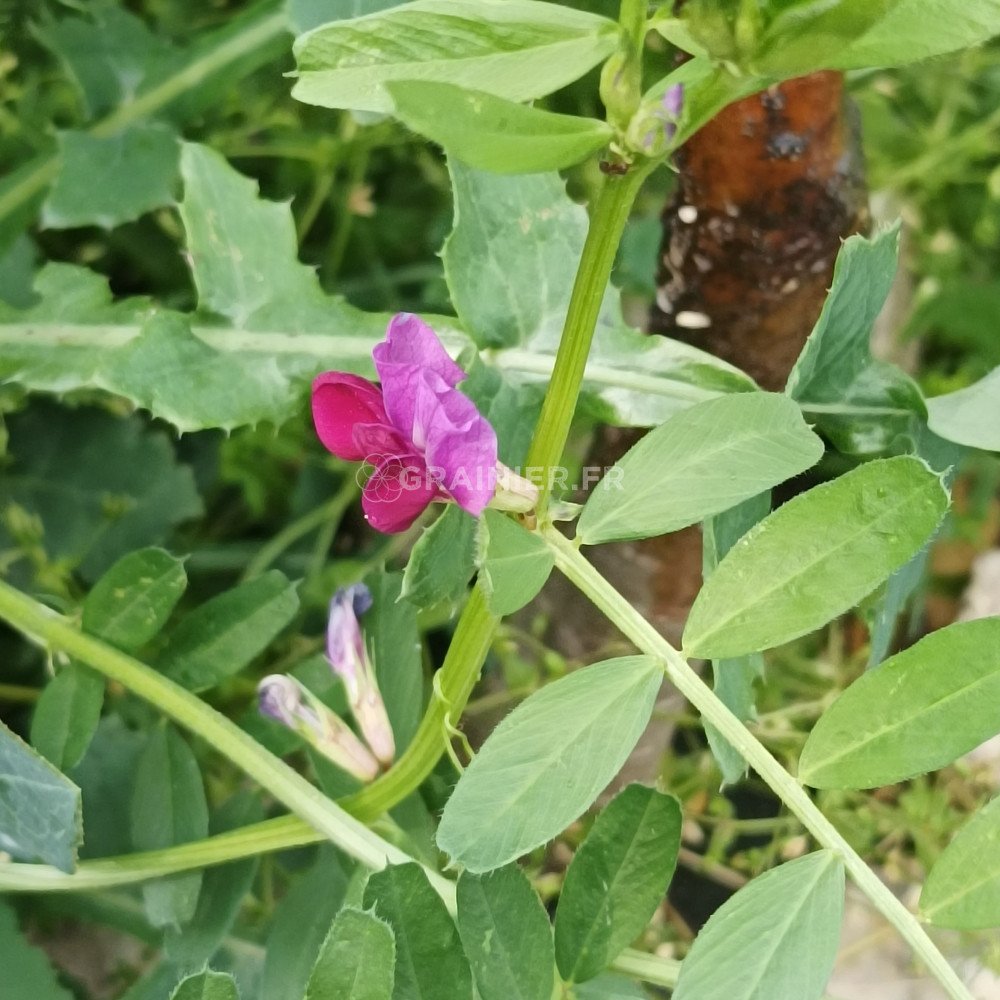 Graines Vesce commune, Vesce cultivée, Vicia sativa