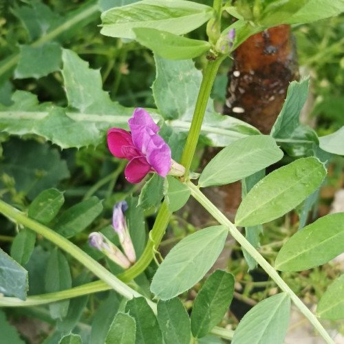 Graines Vesce commune, Vesce cultivée, Vicia sativa