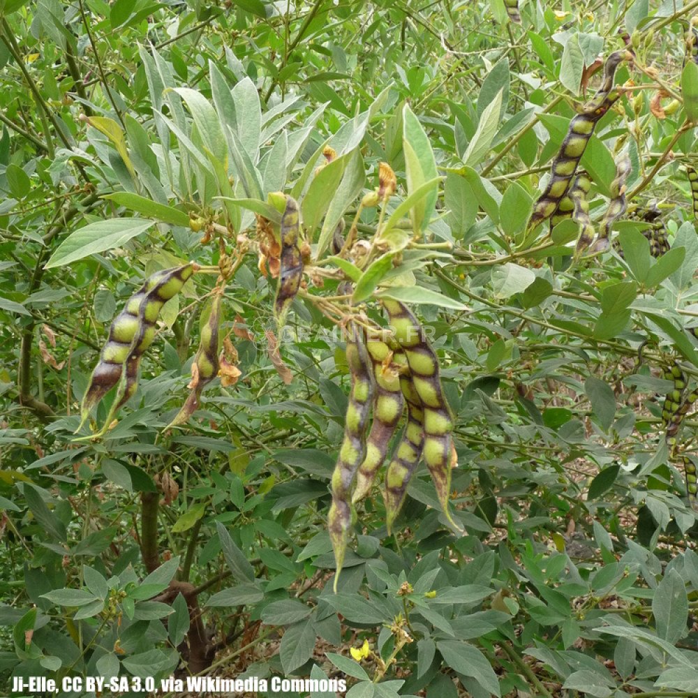 Graines Pois d'Angole, Cajanus cajan