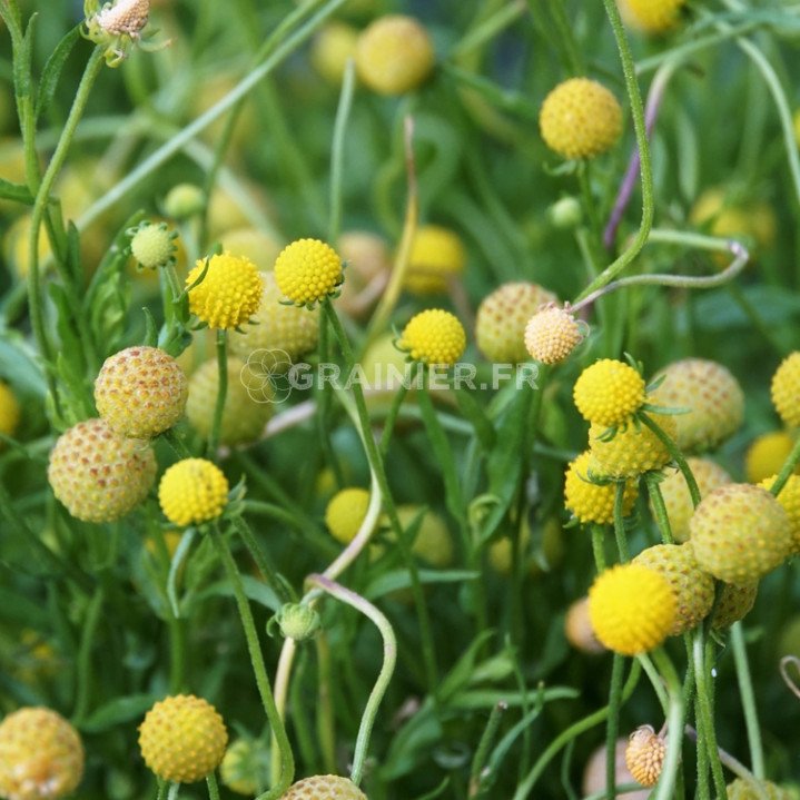 Graines Fleurs Ananas, Helenium aromaticum, Cephalophora aromatica