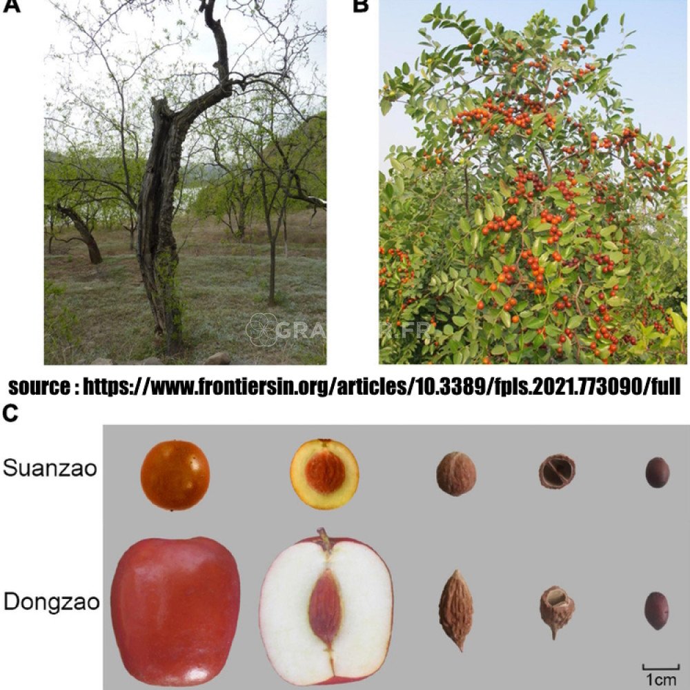 Graines-Seeds Jujubier, Dattier chinois, Sidr, Ziziphus jujuba