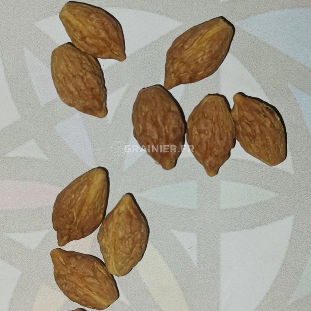 Graines-Seeds Jujubier, Dattier chinois, Sidr, Ziziphus jujuba