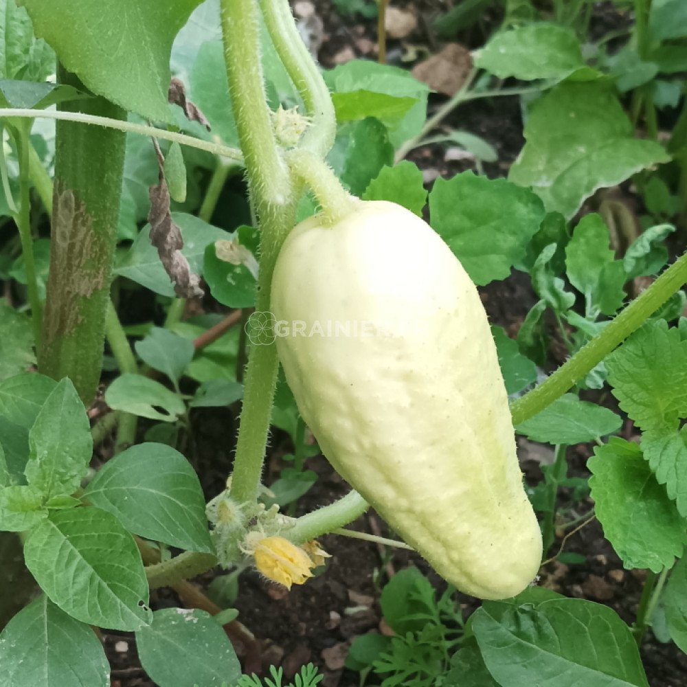 Graines-Seeds Concombre White Wonder