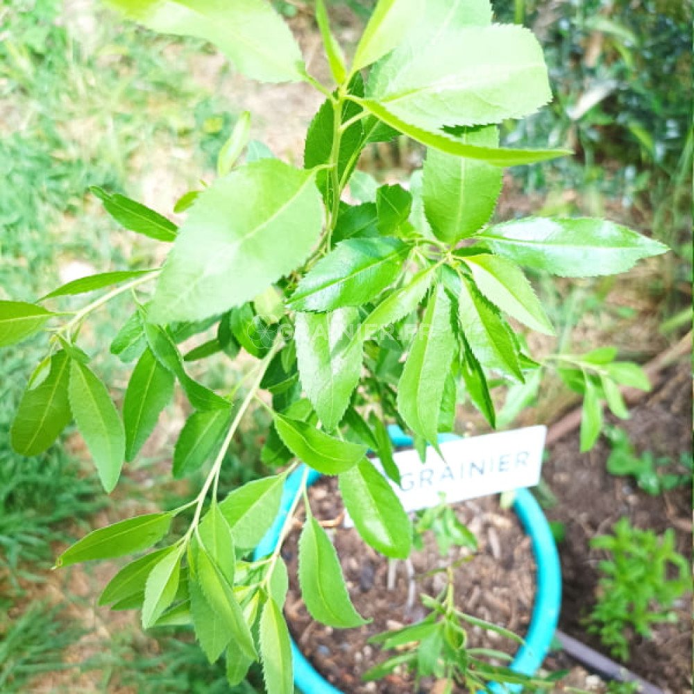 Graines-Seeds Amandier, Prunus dulcis, Prunus amygdalus