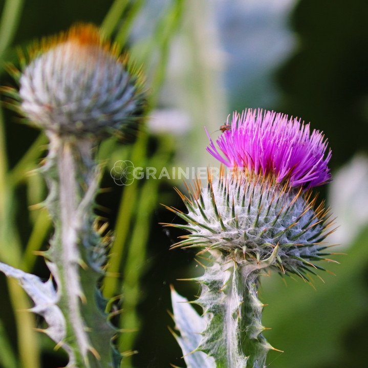 Graines Chardon Rose, Cirse à feuilles lancéolées, Cirsium vulgare