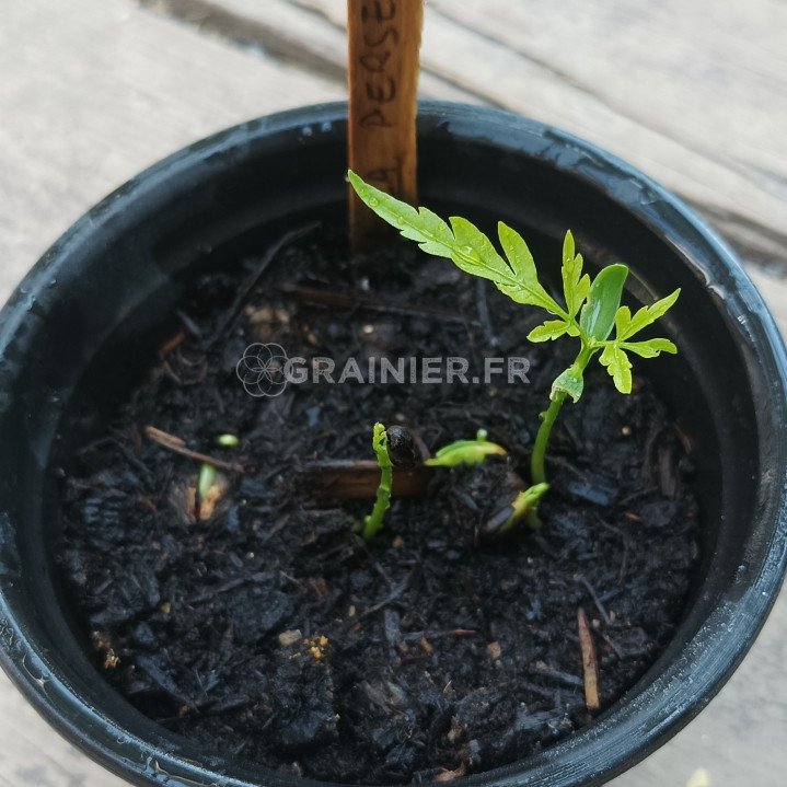 Graines-Seeds Lilas de Perse, Margousier, Melia Azedarach, Faux Neem