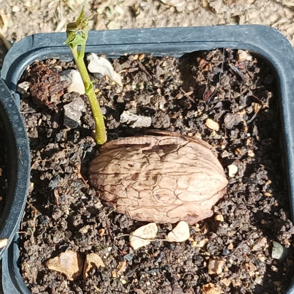 Graines-Seeds Noyer commun, Juglans regia, calottier, écalonnier, gojeutier