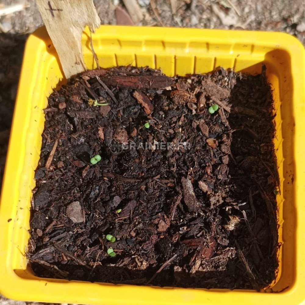 Graines-Seeds Thym commun, Thym cultivé, Farigoule, Thymus vulgaris