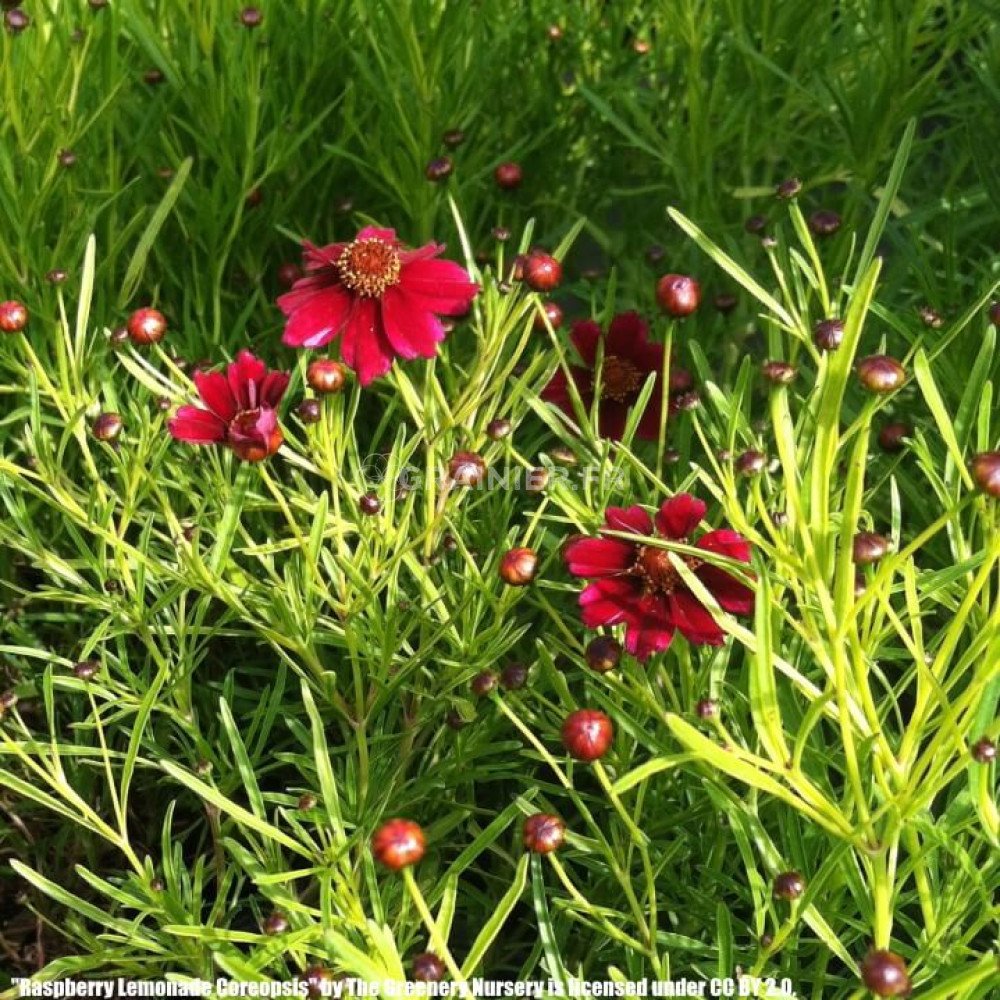 Graines Coreopsis Amulet, Coreopsis rouge