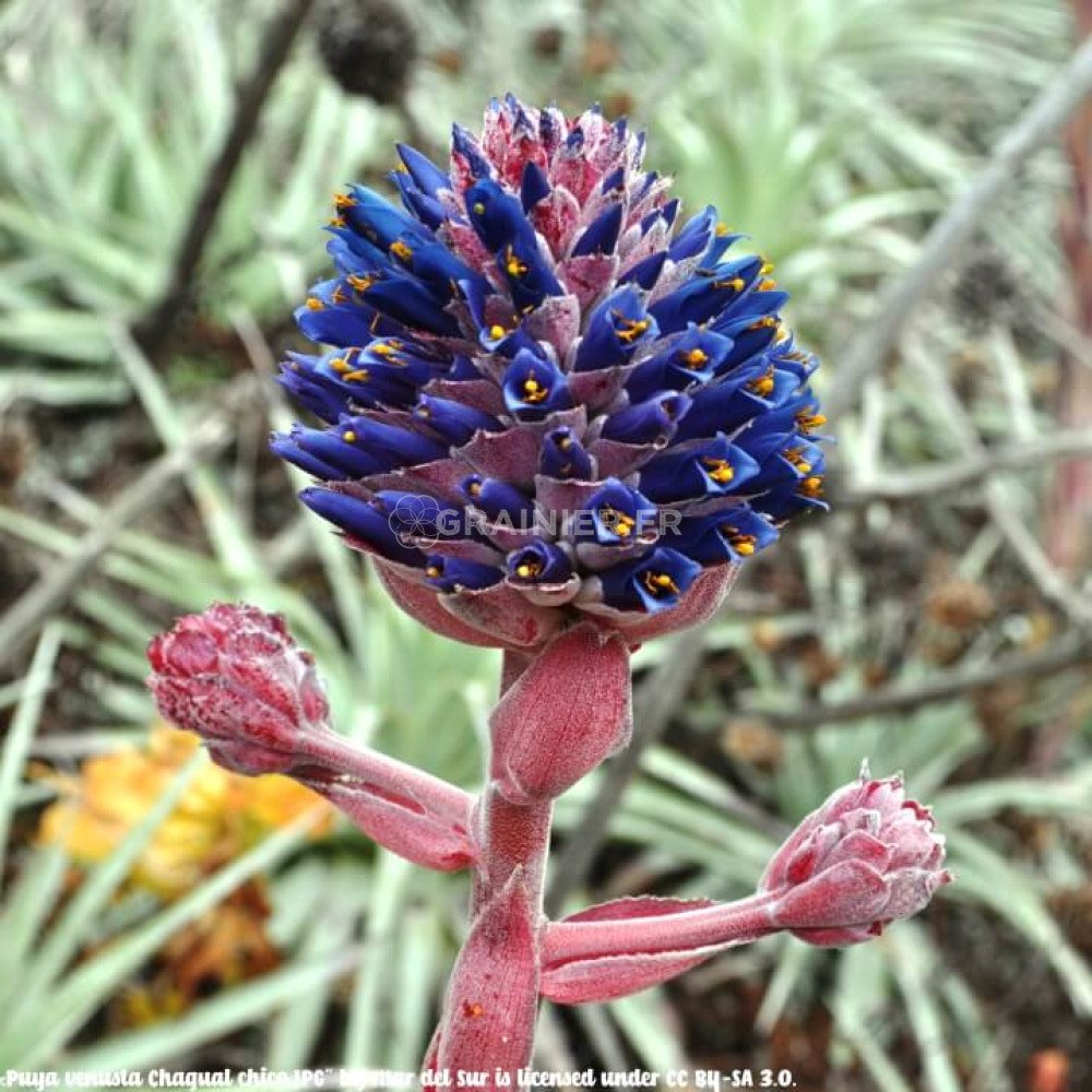 Graines Puya Chagual, Chagual chico, Puya venusta