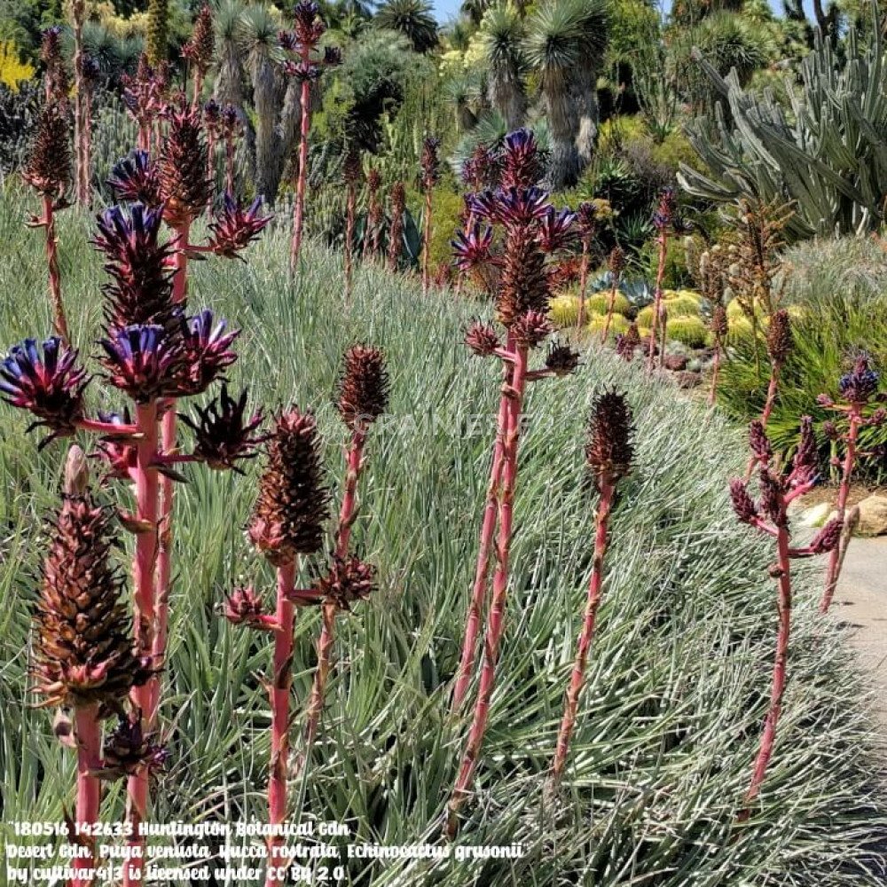 Graines Puya Chagual, Chagual chico, Puya venusta