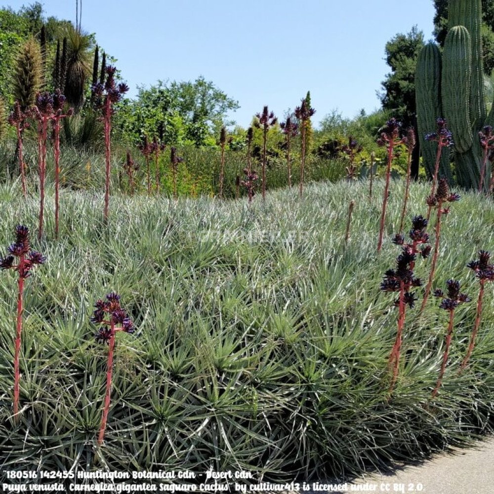 Graines Puya Chagual, Chagual chico, Puya venusta