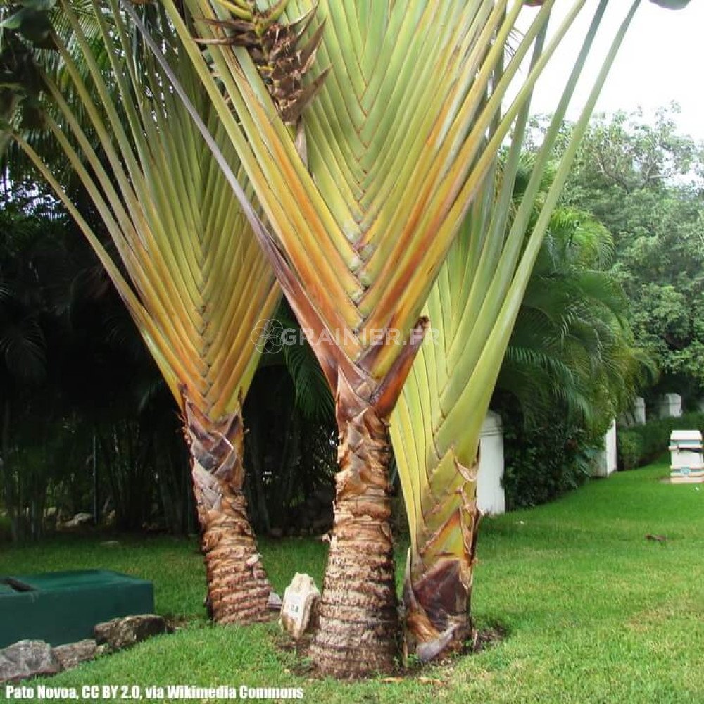 Graines Arbre du voyageur, Ravenala madagascariensis