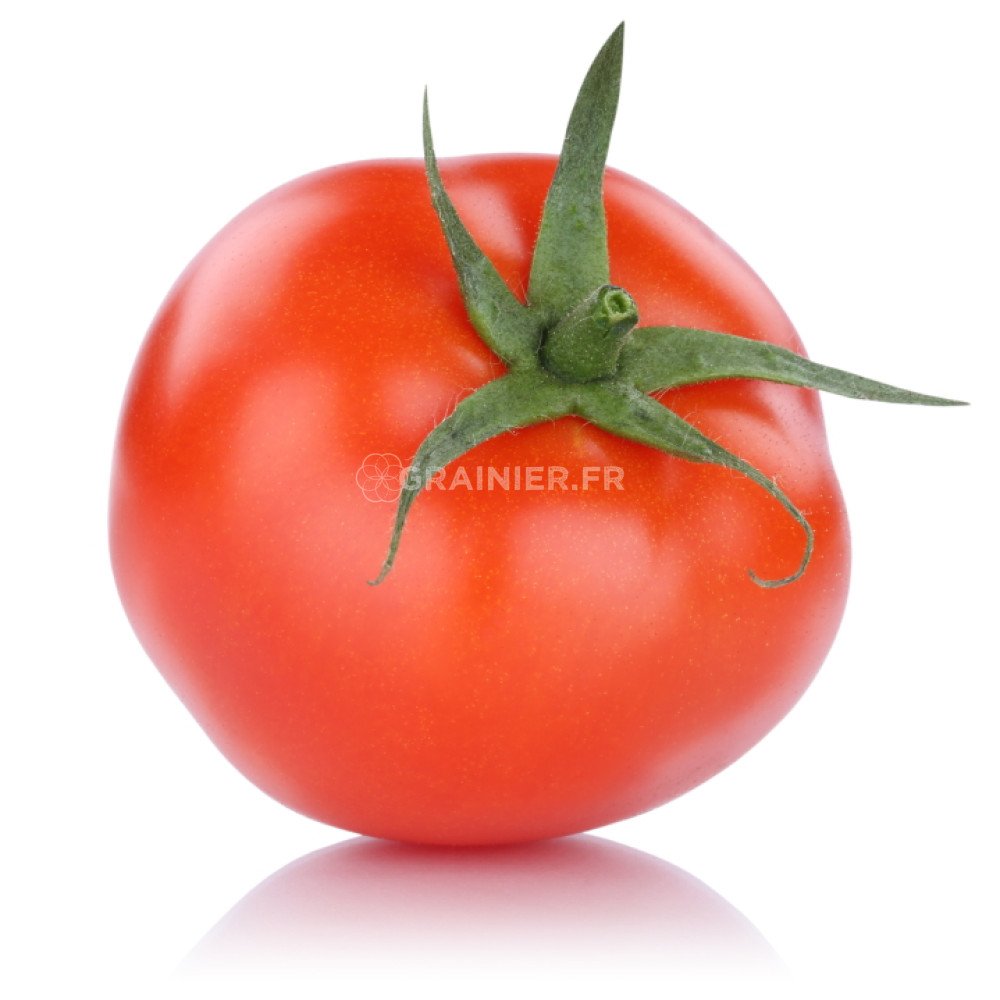 Graines Tomate Marglobe , Solanum lycopersicum