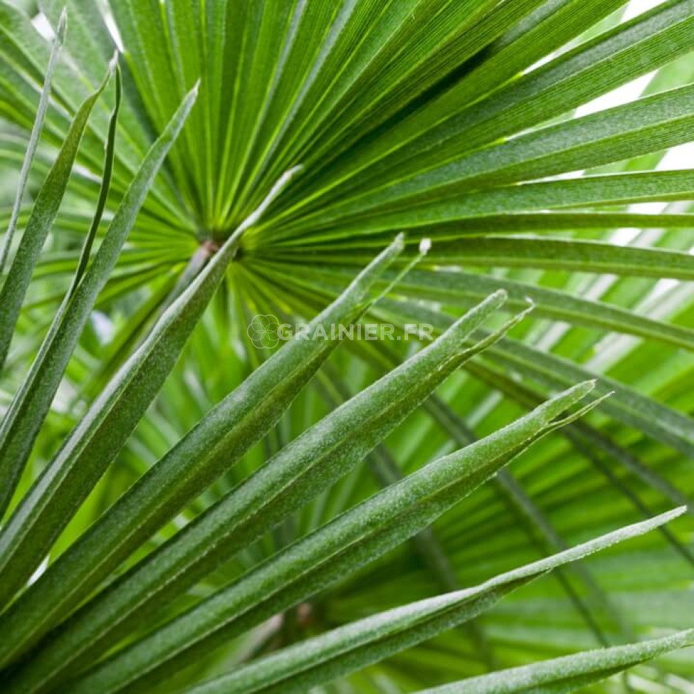 Graines Palmier nain, Palmier Doum, Chamaerops humilis