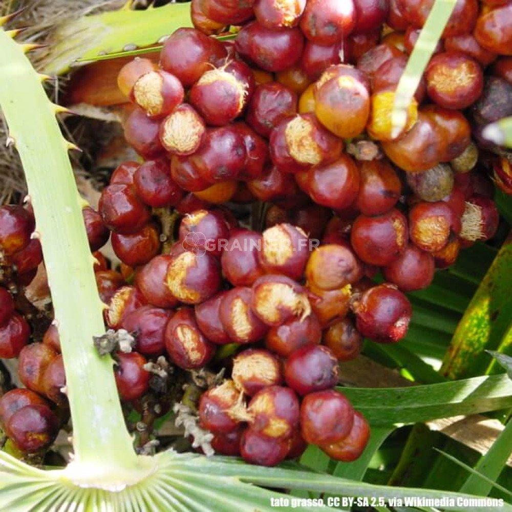 Graines Palmier nain, Palmier Doum, Chamaerops humilis