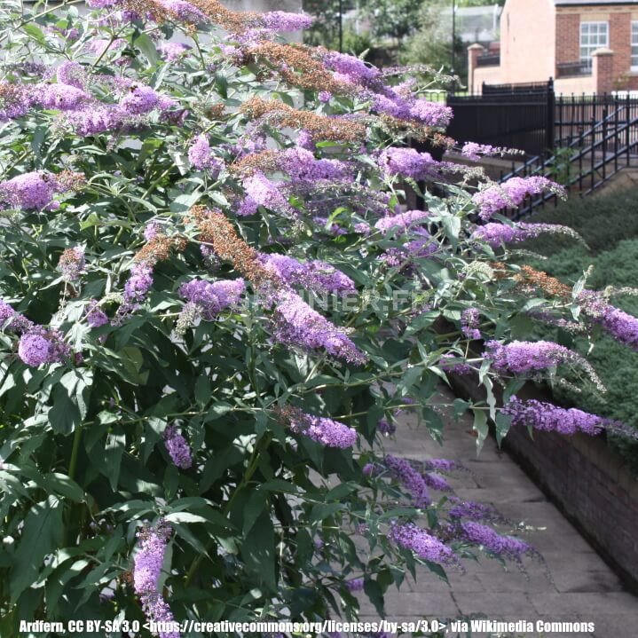 Graines Arbre aux papillons, Buddleia de David, Buddleja davidii