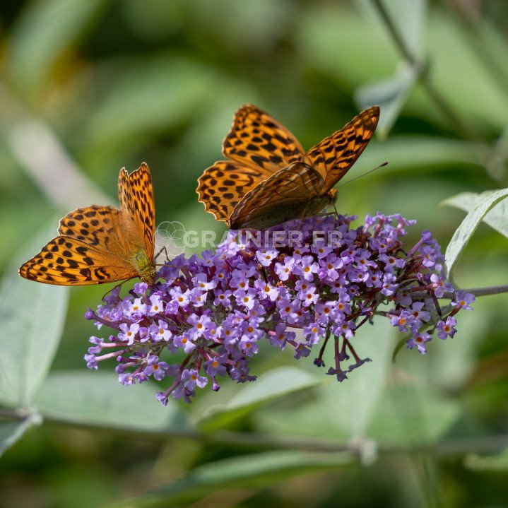 Graines Arbre aux papillons, Buddleia de David, Buddleja davidii