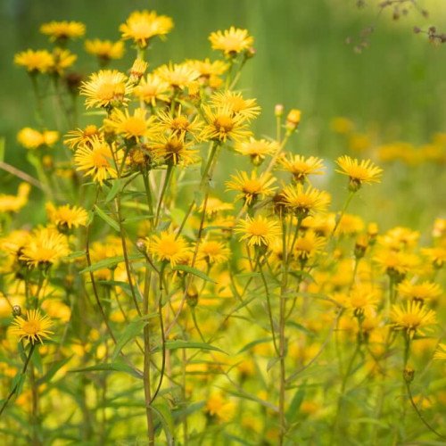 Graines Arnica des montagnes, Arnica montana