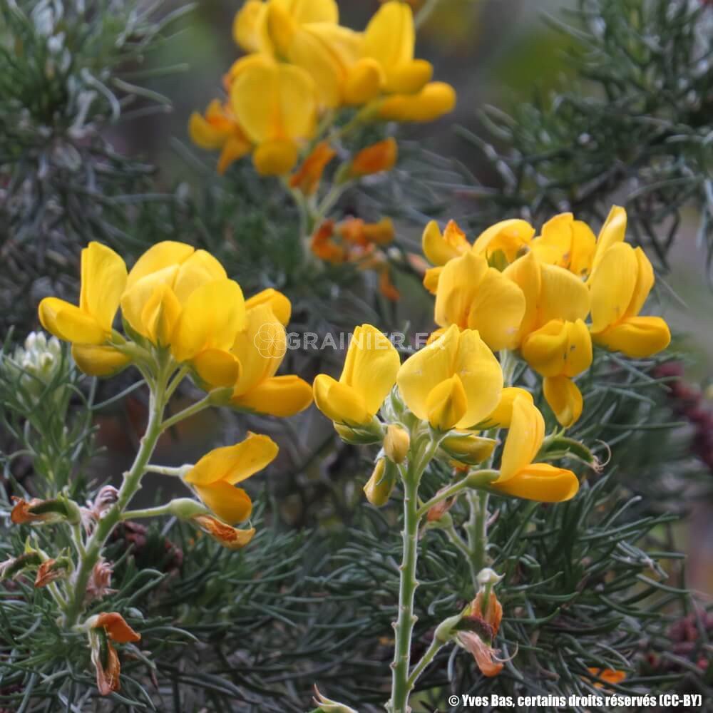 Graines Genêt corse, Broom Decorticans, Adenocarpus decorticans