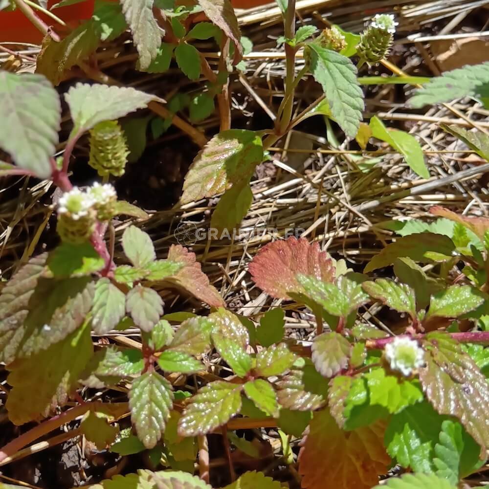 Graines-Seeds Herbe sucrée des Aztèques, Sucre vert, Lippia dulcis