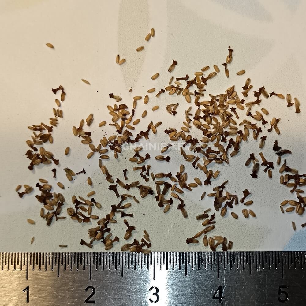 Graines-Seeds Herbe sucrée des Aztèques, Sucre vert, Lippia dulcis