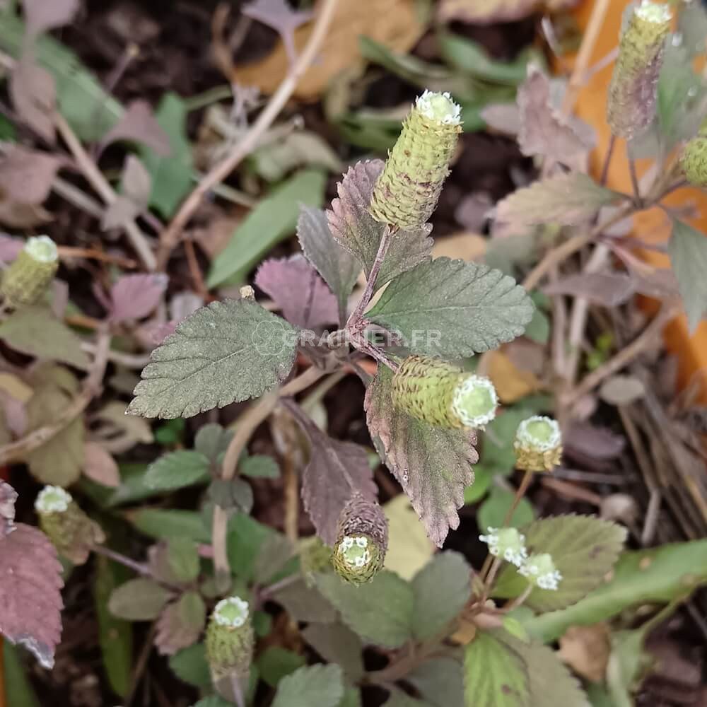 Graines-Seeds Herbe sucrée des Aztèques, Sucre vert, Lippia dulcis