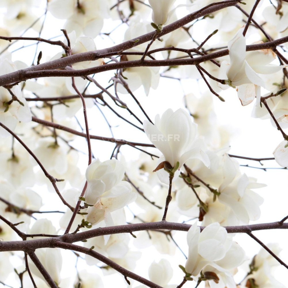 Graines Magnolia de Kobé, Mokryeon, Magnolia kobus
